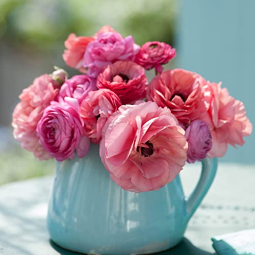 Ranunculus Bulbs - Pink Chiffon Mix - 100 Bulbs - Pink/Mixed Flower Bulbs, Corm Attracts Bees, Attracts Pollinators, Easy to Grow & Maintain, Fragrant, Container Garden