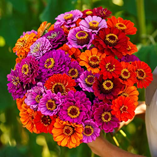 Zinnia Seeds - Purple Dream Mix - 1 Pound - Purple/Pink/Orange Flower Seeds, Open Pollinated Seed Attracts Bees, Attracts Butterflies, Attracts Hummingbirds, Attracts Pollinators