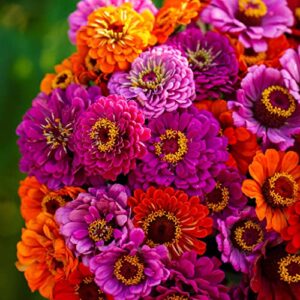 Zinnia Seeds - Purple Dream Mix - 1 Pound - Purple/Pink/Orange Flower Seeds, Open Pollinated Seed Attracts Bees, Attracts Butterflies, Attracts Hummingbirds, Attracts Pollinators