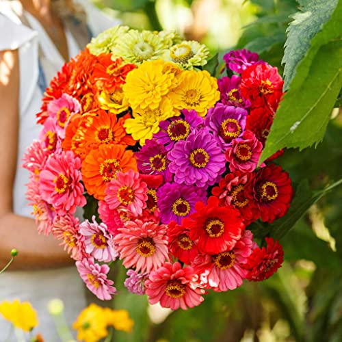 Zinnia Seeds - Over The Rainbow Mix - 1 Pound - Pink/Purple/Red Flower Seeds, Open Pollinated Seed Attracts Bees, Attracts Butterflies, Attracts Hummingbirds, Attracts Pollinators