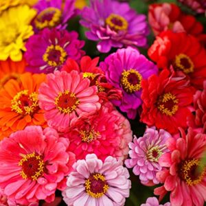 Zinnia Seeds - Over The Rainbow Mix - 1 Pound - Pink/Purple/Red Flower Seeds, Open Pollinated Seed Attracts Bees, Attracts Butterflies, Attracts Hummingbirds, Attracts Pollinators