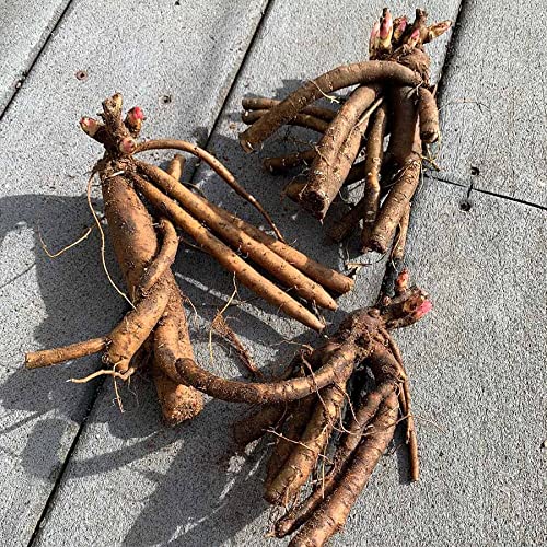 Peony Roots - Jumbo Mix - 9 Roots - Mixed Flower Bulbs, Root Attracts Bees, Attracts Butterflies, Attracts Pollinators, Easy to Grow & Maintain, Fragrant, Container Garden