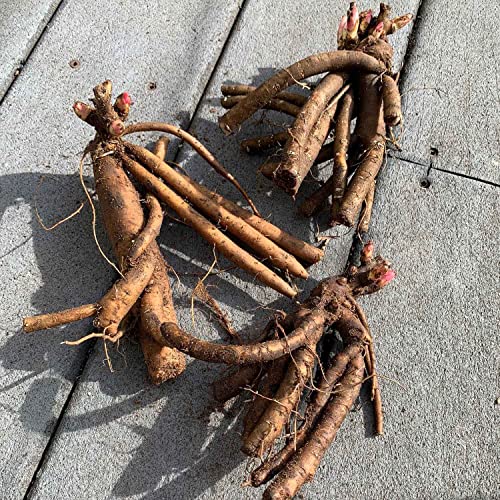 Peony Roots - Jumbo Mix - 9 Roots - Mixed Flower Bulbs, Root Attracts Bees, Attracts Butterflies, Attracts Pollinators, Easy to Grow & Maintain, Fragrant, Container Garden