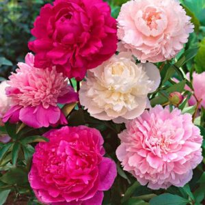 Peony Roots - Jumbo Mix - 9 Roots - Mixed Flower Bulbs, Root Attracts Bees, Attracts Butterflies, Attracts Pollinators, Easy to Grow & Maintain, Fragrant, Container Garden