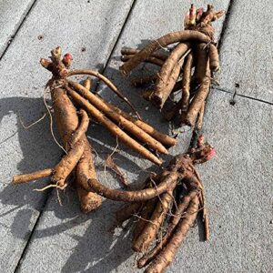 Itoh Peony Roots - Collection - 9 Roots - Mixed Flower Bulbs, Root Attracts Bees, Attracts Butterflies, Attracts Pollinators, Easy to Grow & Maintain, Fragrant, Container Garden