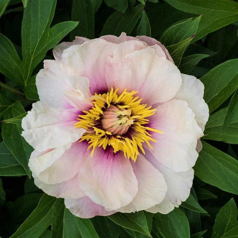 Itoh Peony Roots - Collection - 9 Roots - Mixed Flower Bulbs, Root Attracts Bees, Attracts Butterflies, Attracts Pollinators, Easy to Grow & Maintain, Fragrant, Container Garden