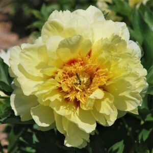 Itoh Peony Roots - Collection - 9 Roots - Mixed Flower Bulbs, Root Attracts Bees, Attracts Butterflies, Attracts Pollinators, Easy to Grow & Maintain, Fragrant, Container Garden