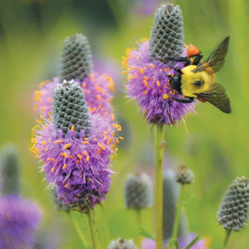 Clover Seeds - Purple Prairie - 1 Pound - Purple Flower Seeds, Open Pollinated Seed Attracts Bees, Attracts Butterflies, Attracts Pollinators, Cut Flower Garden