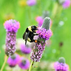 clover seeds – purple prairie – 1 pound – purple flower seeds, open pollinated seed attracts bees, attracts butterflies, attracts pollinators, cut flower garden