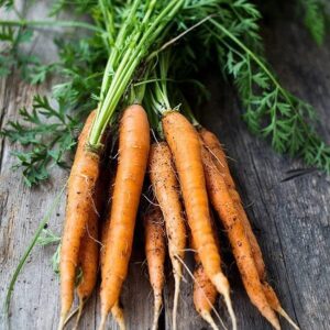 carrot seeds (organic) – danvers 126-1/4 pound – vegetable seeds, heirloom seed, open pollinated seed, organic seed easy to grow & maintain, root vegetable, culinary