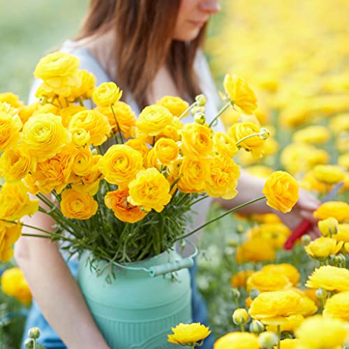 Ranunculus Bulbs - Yellow - 100 Bulbs - Yellow Flower Bulbs, Corm Attracts Bees, Attracts Pollinators, Easy to Grow & Maintain, Fragrant, Container Garden