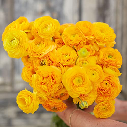 Ranunculus Bulbs - Yellow - 100 Bulbs - Yellow Flower Bulbs, Corm Attracts Bees, Attracts Pollinators, Easy to Grow & Maintain, Fragrant, Container Garden