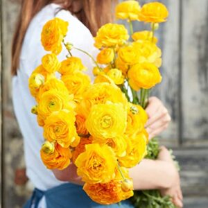 Ranunculus Bulbs - Yellow - 100 Bulbs - Yellow Flower Bulbs, Corm Attracts Bees, Attracts Pollinators, Easy to Grow & Maintain, Fragrant, Container Garden