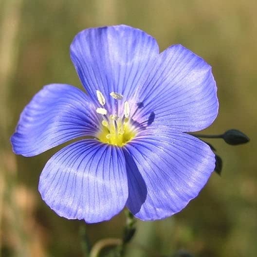 Annual Blue Flax Seeds - 5 Pounds - Blue Flower Seeds, Heirloom Seed Attracts Bees, Attracts Butterflies, Attracts Pollinators, Easy to Grow & Maintain, Fast Growing, Container Garden