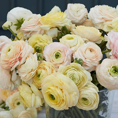 Ranunculus Bulbs - Wedding Pastel - 40 Bulbs - Mixed Flower Bulbs, Corm Attracts Bees, Attracts Pollinators, Easy to Grow & Maintain, Fragrant, Container Garden