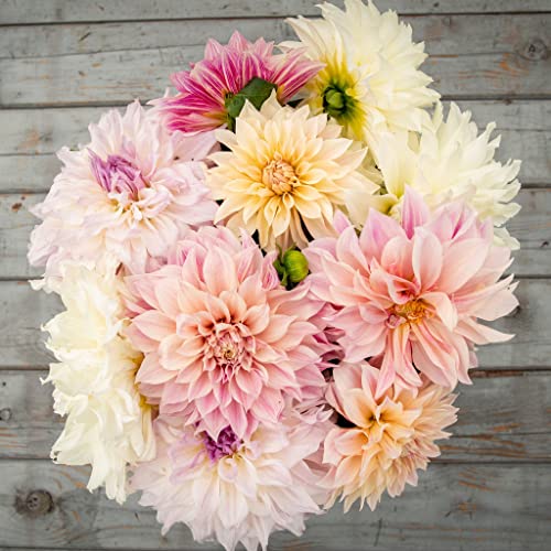 Dahlia Bulbs (Dinnerplate) - Celestial Mix - 9 Bulbs - Mixed Flower Bulbs, Tuber Attracts Bees, Attracts Butterflies, Attracts Pollinators, Easy to Grow & Maintain, Fast Growing, Cut Flower Garden