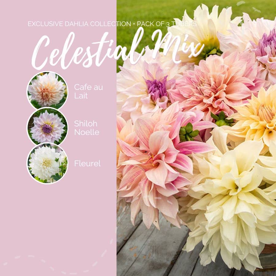 Dahlia Bulbs (Dinnerplate) - Celestial Mix - 9 Bulbs - Mixed Flower Bulbs, Tuber Attracts Bees, Attracts Butterflies, Attracts Pollinators, Easy to Grow & Maintain, Fast Growing, Cut Flower Garden