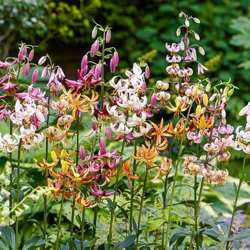 Lily Bulbs - Martagon Mix - 12 Bulbs - Mixed Flower Bulbs, Bulb Attracts Bees, Attracts Butterflies, Attracts Pollinators, Easy to Grow & Maintain, Fragrant, Cut Flower Garden