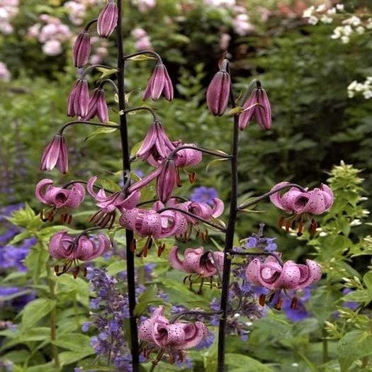 Lily Bulbs - Martagon Mix - 12 Bulbs - Mixed Flower Bulbs, Bulb Attracts Bees, Attracts Butterflies, Attracts Pollinators, Easy to Grow & Maintain, Fragrant, Cut Flower Garden