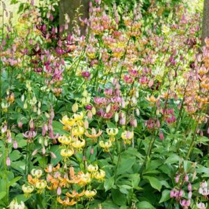 Lily Bulbs - Martagon Mix - 12 Bulbs - Mixed Flower Bulbs, Bulb Attracts Bees, Attracts Butterflies, Attracts Pollinators, Easy to Grow & Maintain, Fragrant, Cut Flower Garden