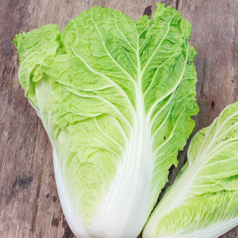 Chinese Cabbage Seeds - Michihili - 5 Pounds - Vegetable Seeds, Heirloom Seed, Open Pollinated Seed Fast Growing, Container Garden