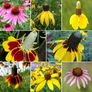 conehead – coneflower seed mix – 1 pound – mixed wildflower seeds, attracts bees, attracts butterflies, attracts hummingbirds, attracts pollinators, easy to grow & maintain, cut flower garden