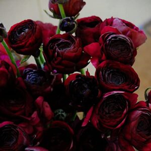 Ranunculus Bulbs - Black - 100 Bulbs - Black Flower Bulbs, Corm Attracts Bees, Attracts Pollinators, Easy to Grow & Maintain, Fragrant, Container Garden