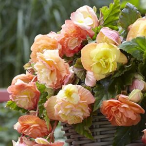 Begonia Tubers - Splendide Ballerina - 9 Tubers - Mixed Flower Bulbs, Tuber Attracts Pollinators, Easy to Grow & Maintain, Fast Growing, Container Garden