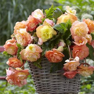 Begonia Tubers - Splendide Ballerina - 9 Tubers - Mixed Flower Bulbs, Tuber Attracts Pollinators, Easy to Grow & Maintain, Fast Growing, Container Garden