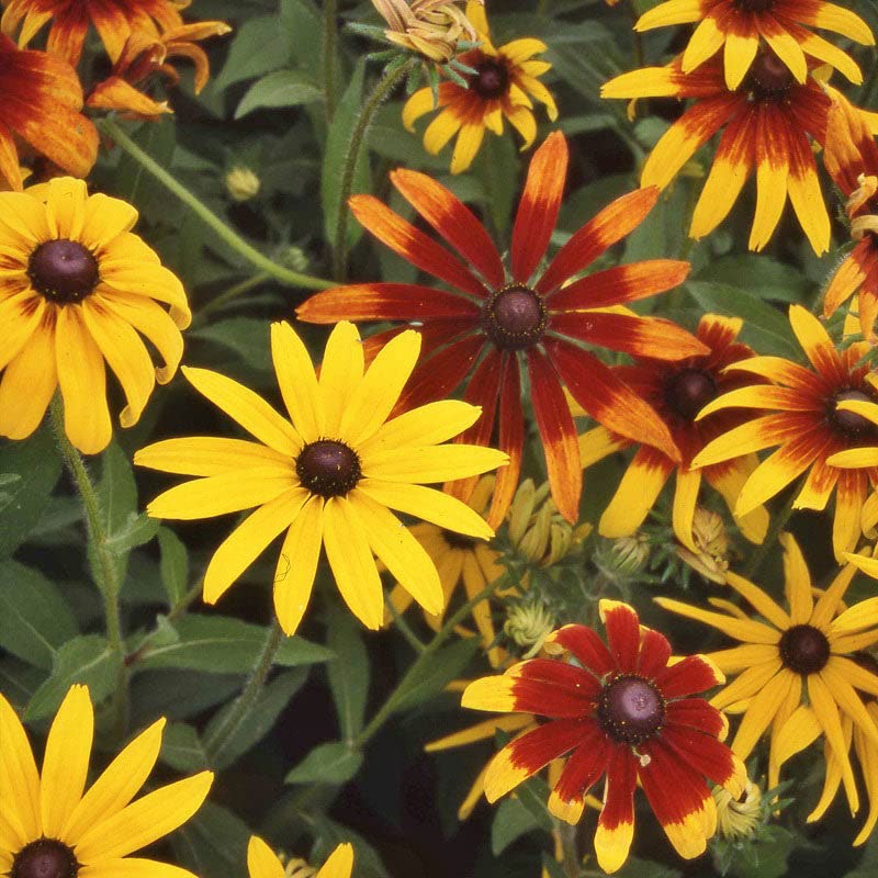 Daisy Seeds - Gloriosa Mix - 1 Pound - Yellow/Orange Flower Seeds, Heirloom Seed Attracts Bees, Attracts Butterflies, Attracts Pollinators, Easy to Grow & Maintain, Extended Bloom Time, Fast