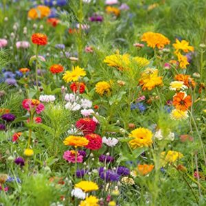 jellybean flower seed mix – 1 pound – mixed wildflower seeds,