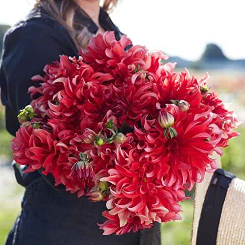 Dahlia Bulbs (Dinnerplate) - Red Labyrinth - 4 Bulbs - Red Flower Bulbs, Tuber Attracts Pollinators, Easy to Grow & Maintain, Fast Growing, Cut Flower Garden