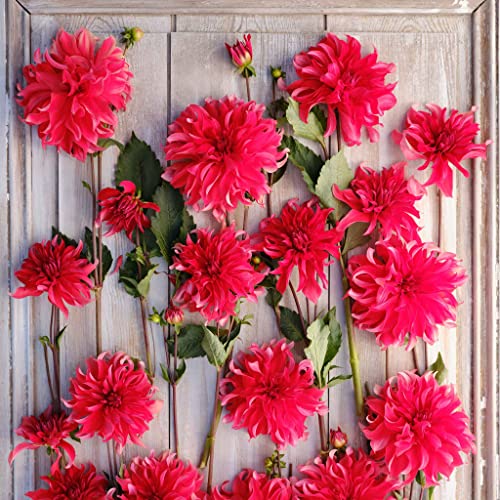 Dahlia Bulbs (Dinnerplate) - Red Labyrinth - 4 Bulbs - Red Flower Bulbs, Tuber Attracts Pollinators, Easy to Grow & Maintain, Fast Growing, Cut Flower Garden