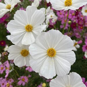 cosmos seeds – purity – packet – white flower seeds, open pollinated seed attracts bees, attracts butterflies, attracts hummingbirds, attracts pollinators, easy to grow & maintain, extended bloom