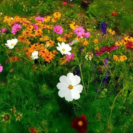 Cosmos Seeds - Purity - Packet - White Flower Seeds, Open Pollinated Seed Attracts Bees, Attracts Butterflies, Attracts Hummingbirds, Attracts Pollinators, Easy to Grow & Maintain, Extended Bloom