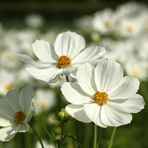 Cosmos Seeds - Purity - Packet - White Flower Seeds, Open Pollinated Seed Attracts Bees, Attracts Butterflies, Attracts Hummingbirds, Attracts Pollinators, Easy to Grow & Maintain, Extended Bloom