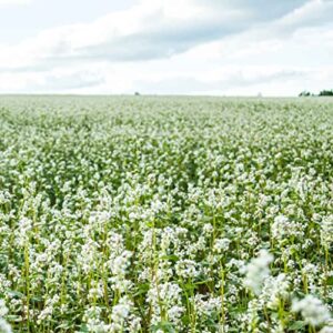 buckwheat seeds – 5 pounds – white flower seeds, open pollinated seed attracts pollinators, easy to grow & maintain, fast growing,