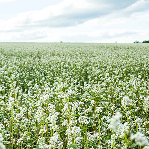 Buckwheat Seeds - 5 Pounds - White Flower Seeds, Open Pollinated Seed Attracts Pollinators, Easy to Grow & Maintain, Fast Growing,