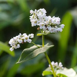 Buckwheat Seeds - 5 Pounds - White Flower Seeds, Open Pollinated Seed Attracts Pollinators, Easy to Grow & Maintain, Fast Growing,