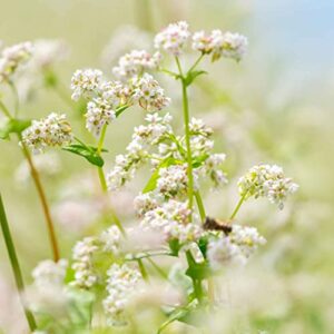 Buckwheat Seeds - 5 Pounds - White Flower Seeds, Open Pollinated Seed Attracts Pollinators, Easy to Grow & Maintain, Fast Growing,