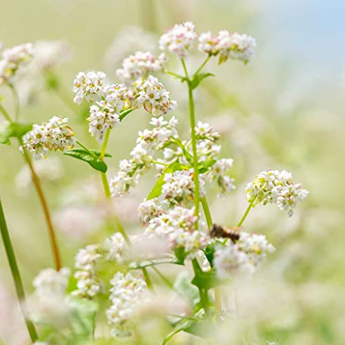 Buckwheat Seeds - 5 Pounds - White Flower Seeds, Open Pollinated Seed Attracts Pollinators, Easy to Grow & Maintain, Fast Growing,