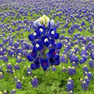 Texas Bluebonnet Seeds - 1 Pound - Blue Flower Seeds, Heirloom Seed Attracts Bees, Attracts Butterflies, Attracts Hummingbirds, Attracts Pollinators, Easy to Grow & Maintain, Fragrant, Container