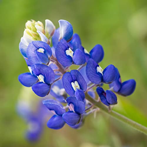 Texas Bluebonnet Seeds - 1 Pound - Blue Flower Seeds, Heirloom Seed Attracts Bees, Attracts Butterflies, Attracts Hummingbirds, Attracts Pollinators, Easy to Grow & Maintain, Fragrant, Container