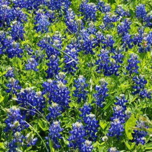 Texas Bluebonnet Seeds - 1 Pound - Blue Flower Seeds, Heirloom Seed Attracts Bees, Attracts Butterflies, Attracts Hummingbirds, Attracts Pollinators, Easy to Grow & Maintain, Fragrant, Container