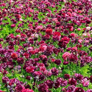 Ranunculus Bulbs - Vineyard Mix - 100 Bulbs - Mixed Flower Bulbs, Corm Attracts Bees, Attracts Pollinators, Easy to Grow & Maintain, Fragrant, Container Garden