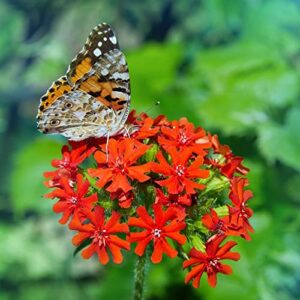 maltese cross seeds – 1 pound – red flower seeds, heirloom seed attracts bees, attracts butterflies, attracts hummingbirds, attracts pollinators, fragrant, container garden