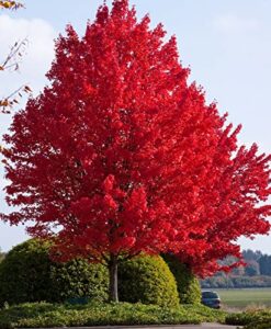 brandywine maple shade tree red to purple stunning color 18-24 inches tall