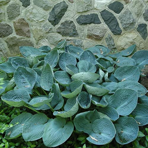 Votaniki Big Daddy Hosta Root Rhizome - Perennials, Hardy, Low-Maintenance Plant with Striking Foliage - Large, Fast-Growing Hosta Root Rhizome for Shade Gardens, Easy to Grow (8 Pack)