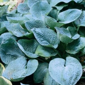 Votaniki Big Daddy Hosta Root Rhizome - Perennials, Hardy, Low-Maintenance Plant with Striking Foliage - Large, Fast-Growing Hosta Root Rhizome for Shade Gardens, Easy to Grow (8 Pack)