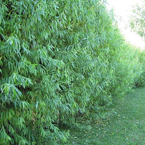 50 Fast Growing Trees - Hybrid Willow Tree Cuttings to Grow for Privacy or Shade - Guaranteed to Grow